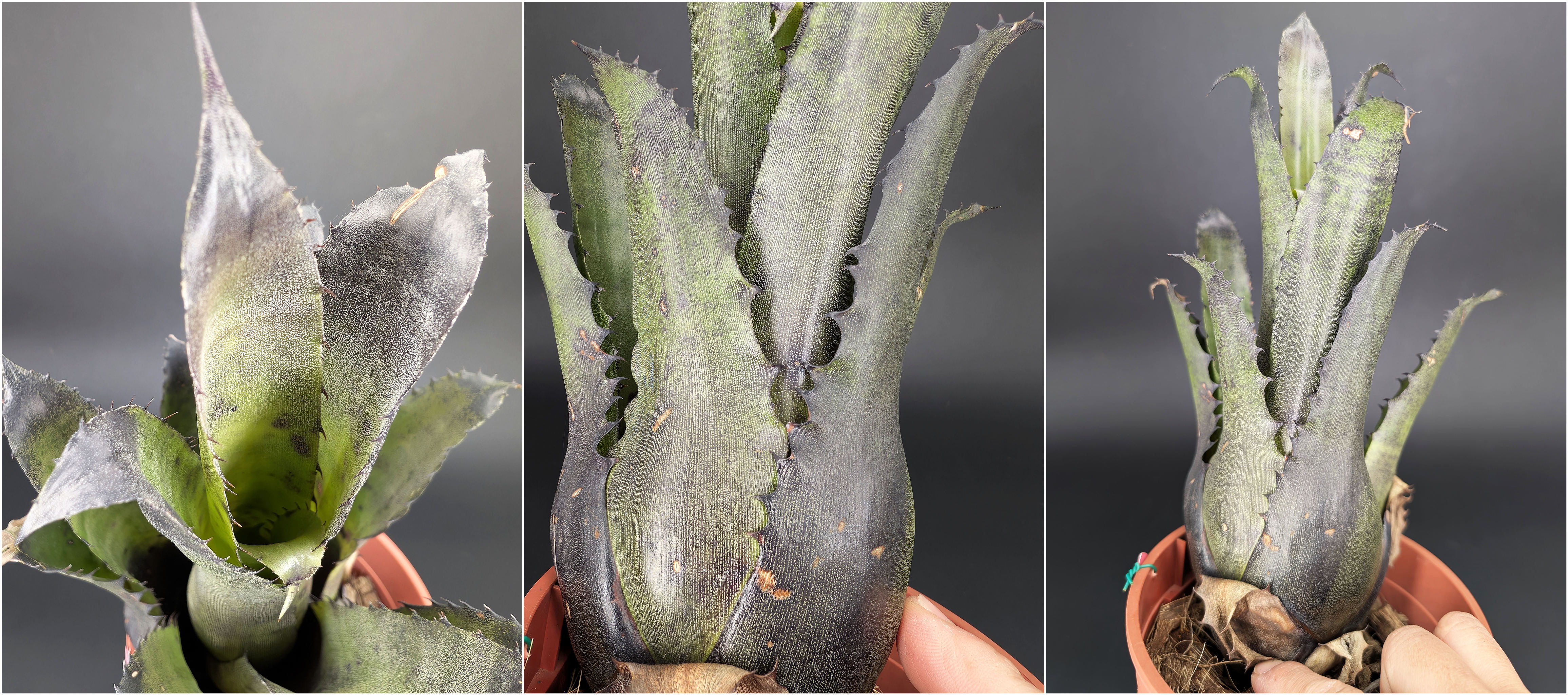 Hohenbergia Leopoldo-horstii (Double thorn) 積水鳳梨 球花屬 觀葉植物天南星 | 蝦皮購物