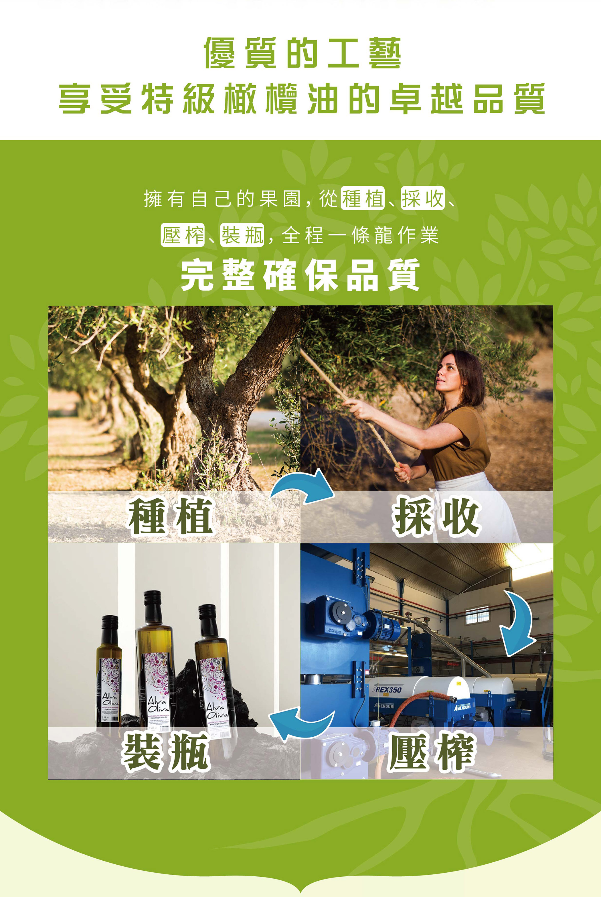 Alva Oliva艾娃橄欖 特級冷壓初榨橄欖油750ml｜西班牙原裝進口 單一品種 皮夸爾【茱麗好食】 | 蝦皮購物