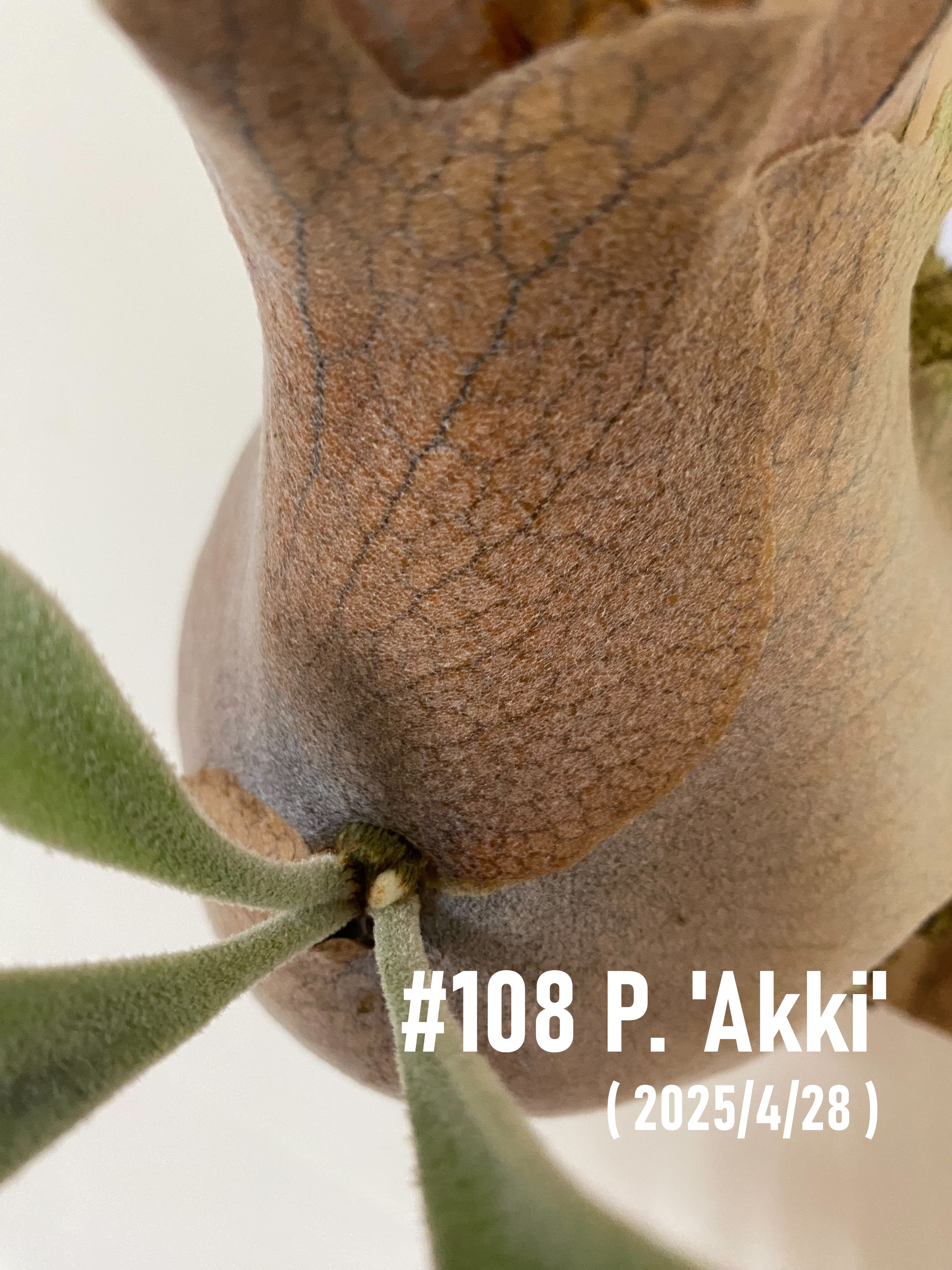 【價格含店到店運費】Akki 鹿角蕨 | P. 'Akki' 【上板鹿角蕨】尖刺冠表現 | 蝦皮購物