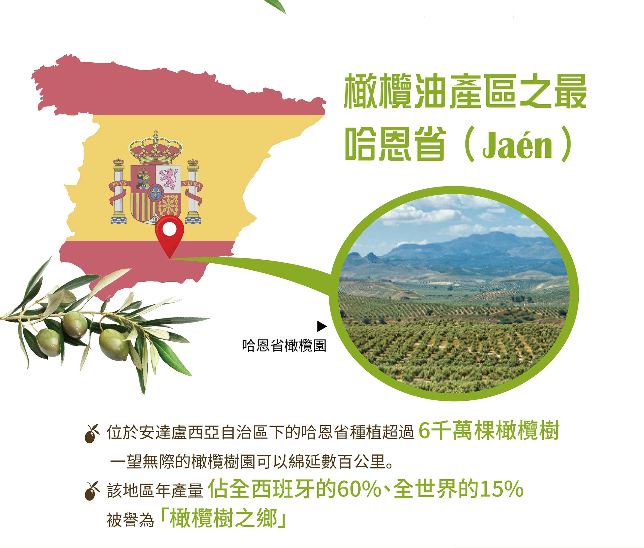 Alva Oliva艾娃橄欖 特級冷壓初榨橄欖油750ml｜西班牙原裝進口 單一品種 皮夸爾【茱麗好食】 | 蝦皮購物