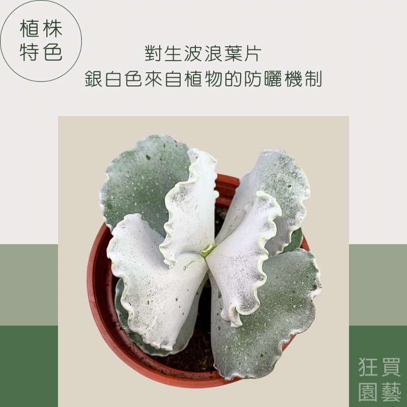[狂買園藝] 多肉植物 銀波錦 3寸盆 銀白波浪 ｜ 仙人掌 陽台植物 陽台造景 送禮小物 植物送禮 蝦皮購物