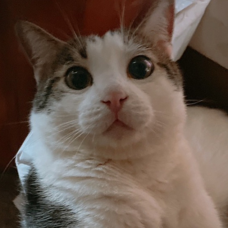 【全新東立出版BL漫畫BL漫畫】治癒悖論+治癒悖論deeper (上再版+下首刷) 作者：昼寝シアン | 蝦皮購物