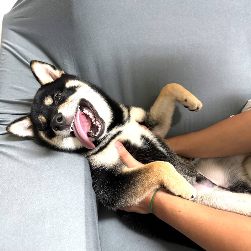 現貨7折免運 ETOE Starfish 投影機 支援正版 AndroicTV 系統 觸控式夜燈的沉浸式投影機 | 蝦皮購物