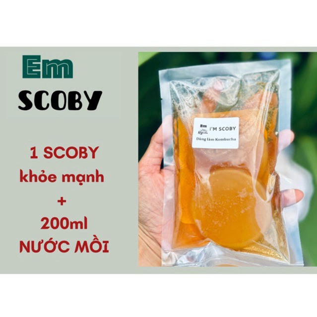 Scoby Seed with Bait Water Make 康普茶 - 來自 Em 康普茶發酵茶的健康 SCOBY | 蝦皮購物